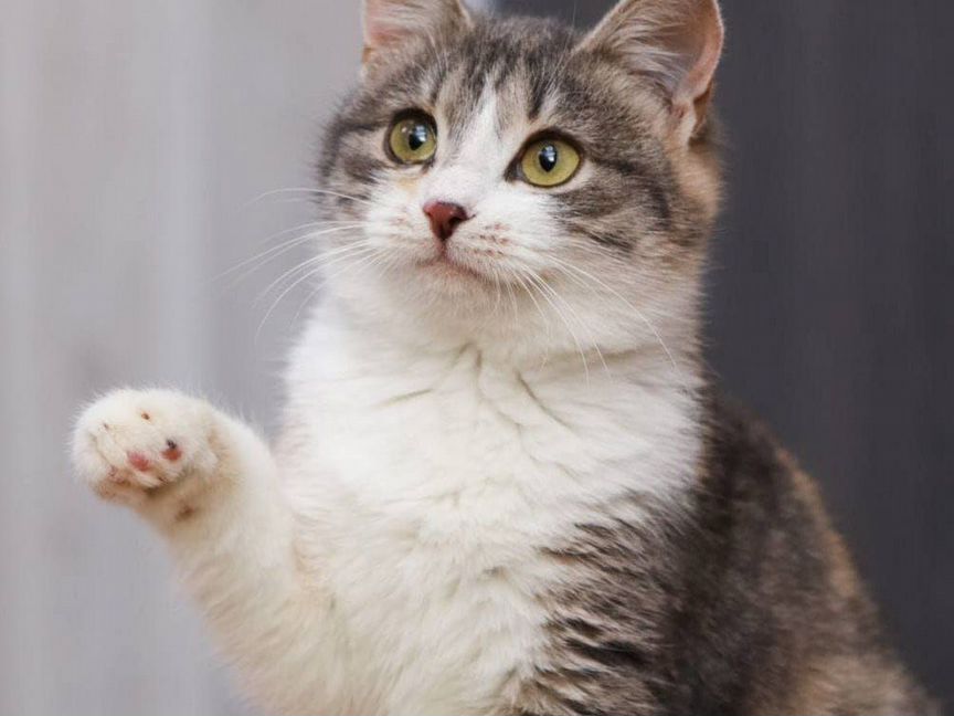 Котейки очень ждут свою семью