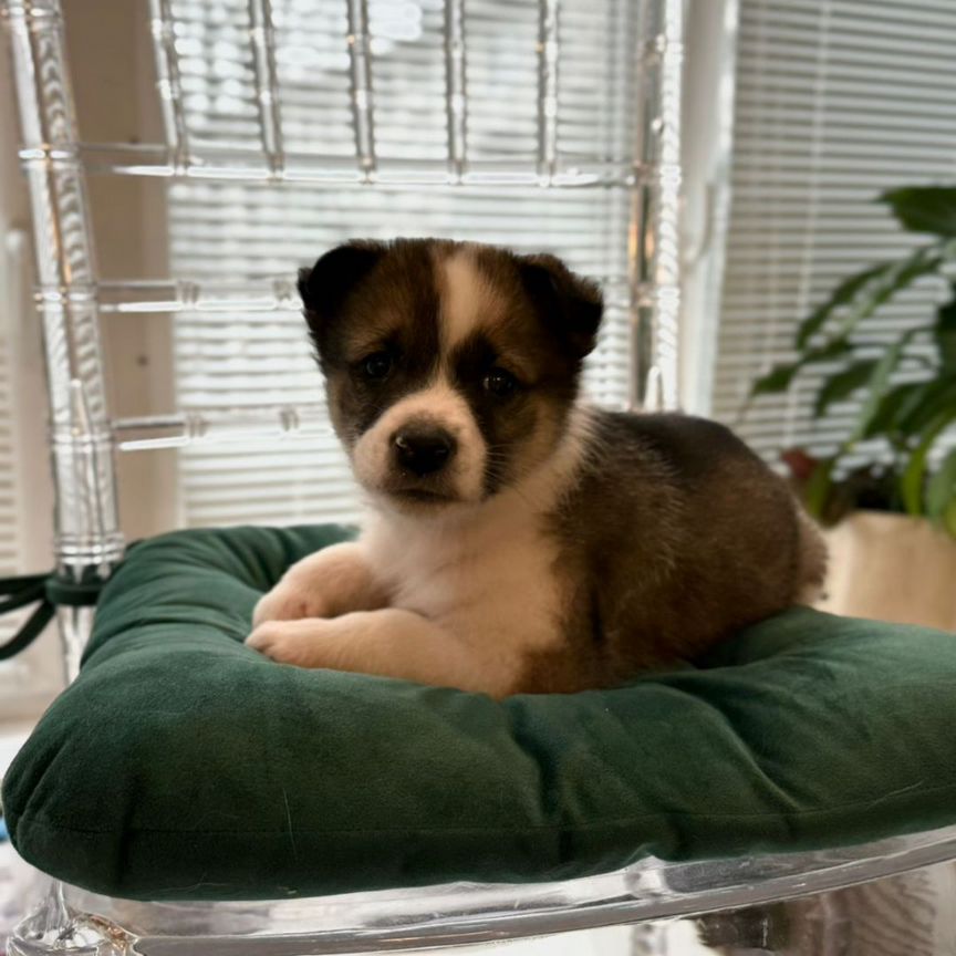 Лапуся щенок в добрые руки