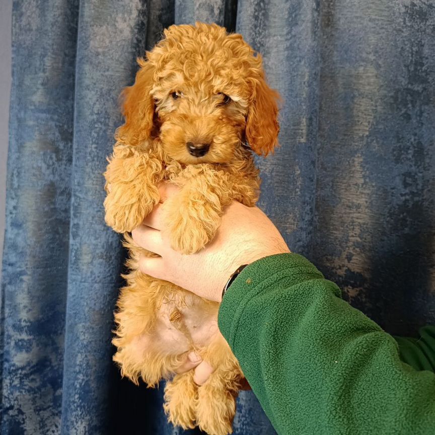 Той-пудель, щенок