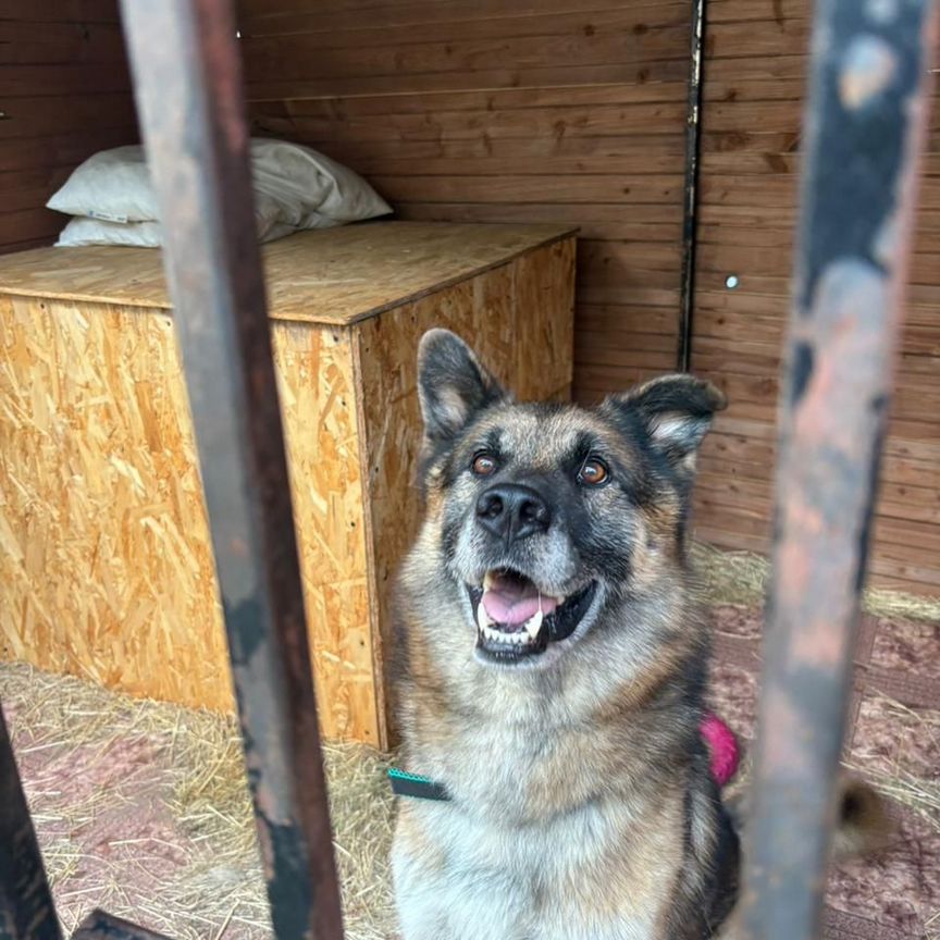 Взрослый пёс в добрые руки