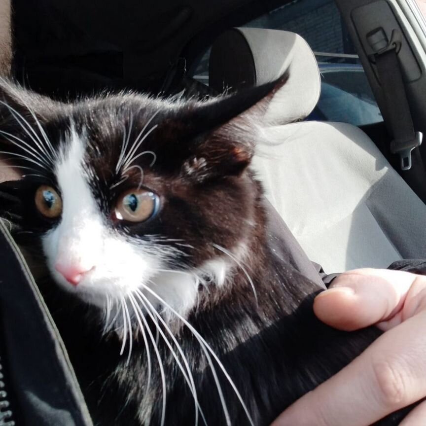 Котенок 3 мес очень ласковый