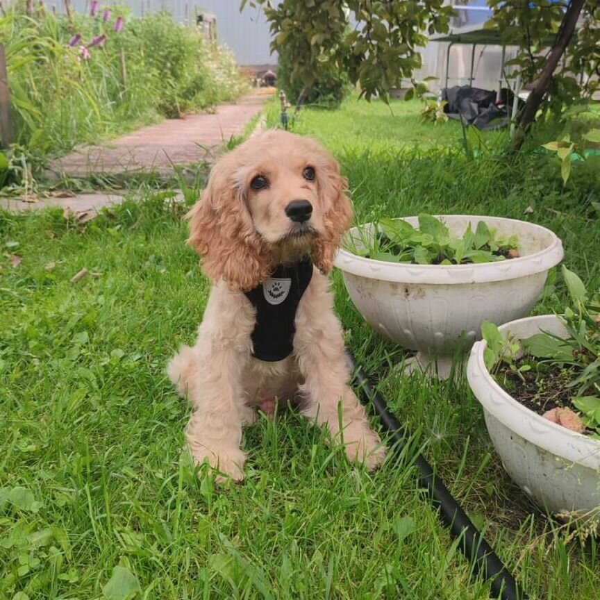 Английский кокер спаниель 6 мес