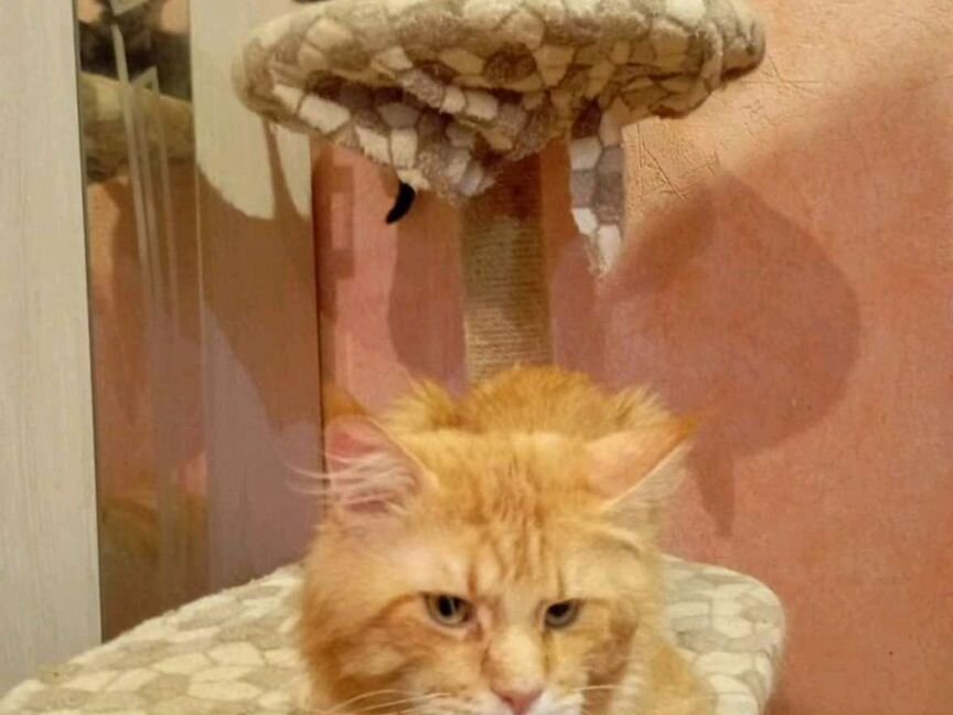 Шикарная пушистая детвора кунодеток