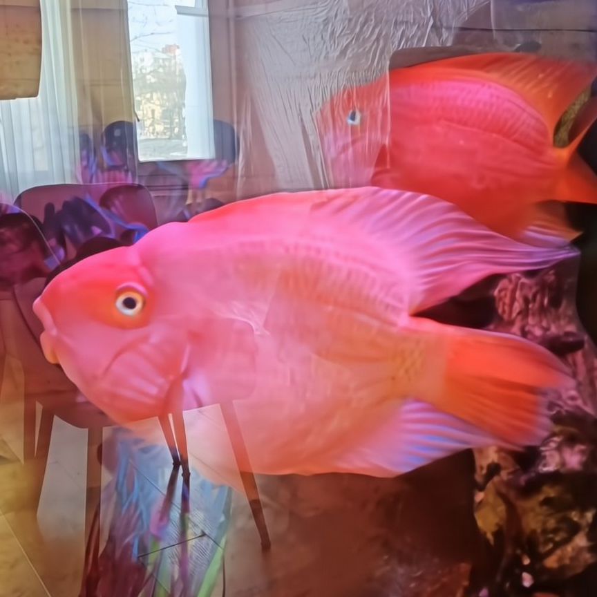 Цихлида Красный Попугай