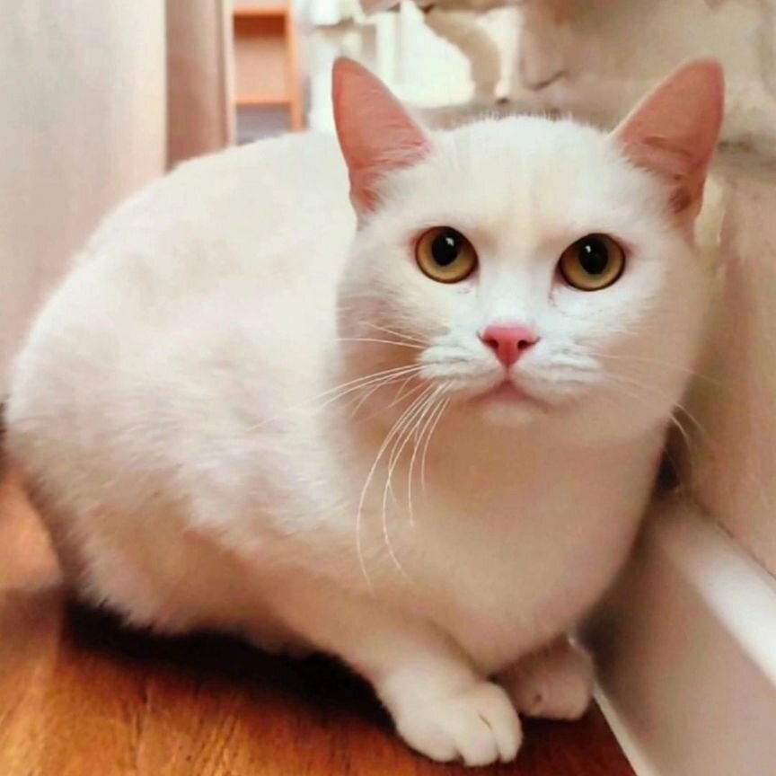 Белая кошечка в добрые руки