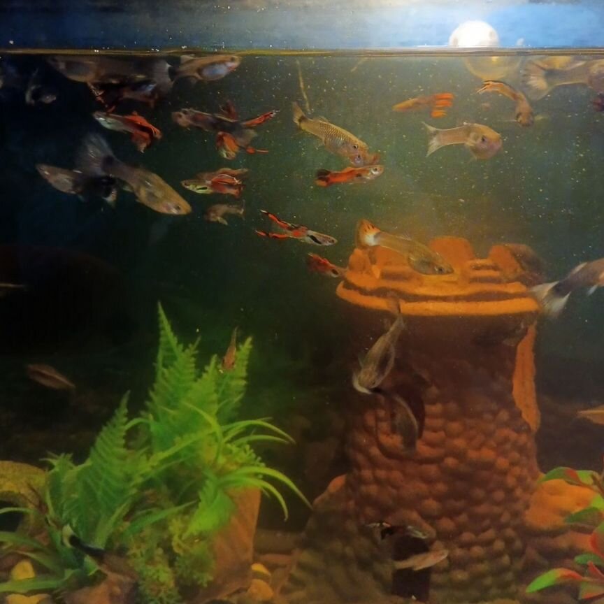 Аквариумные рыбки гуппи