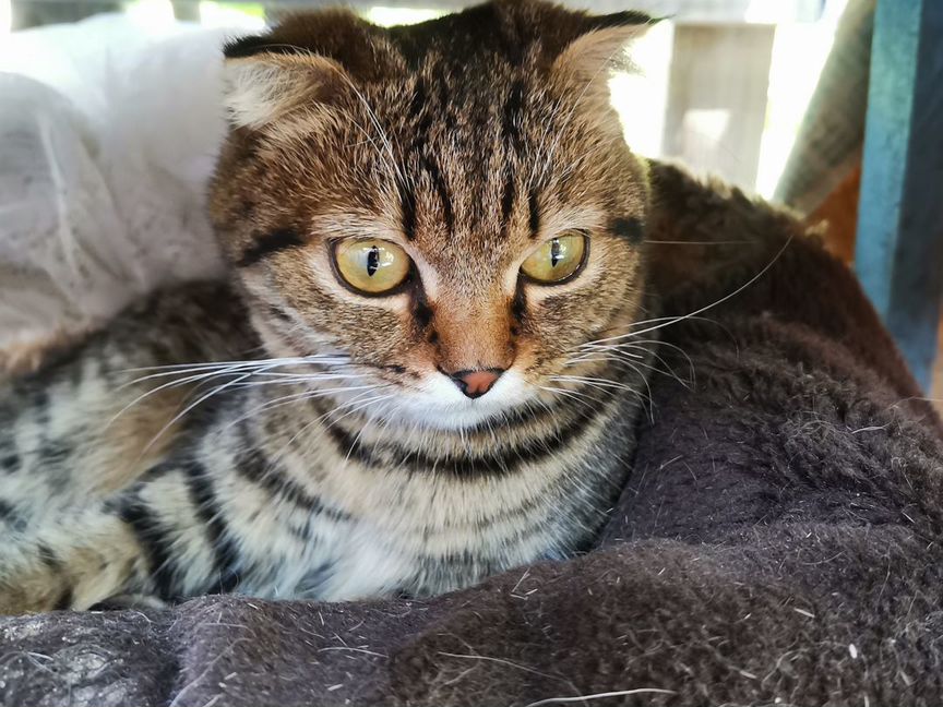 Найдена кошка