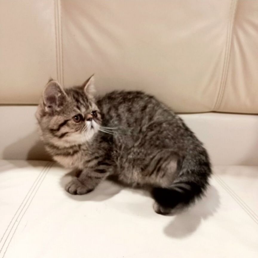 Экзотический котенок