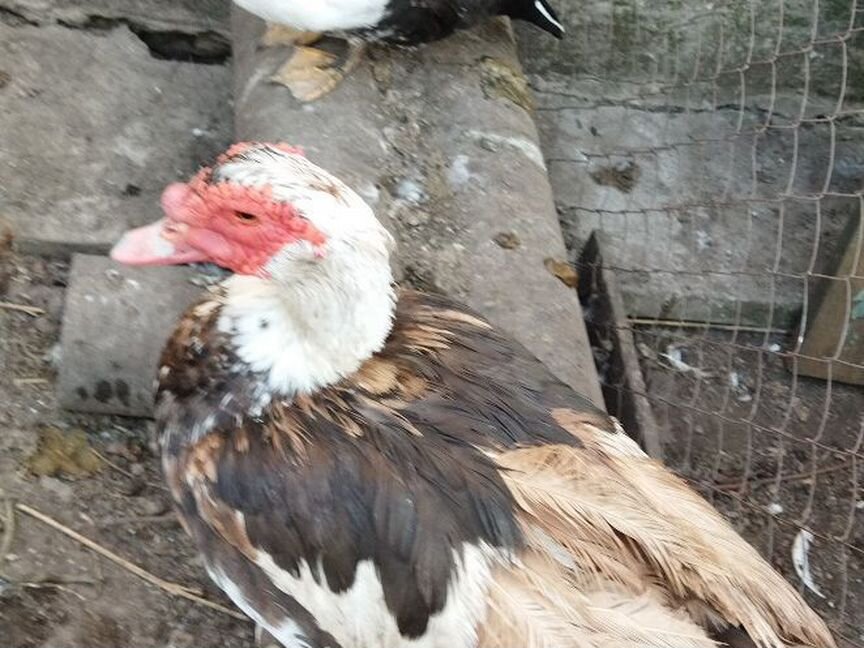 Индоутки на мясо, и на племя