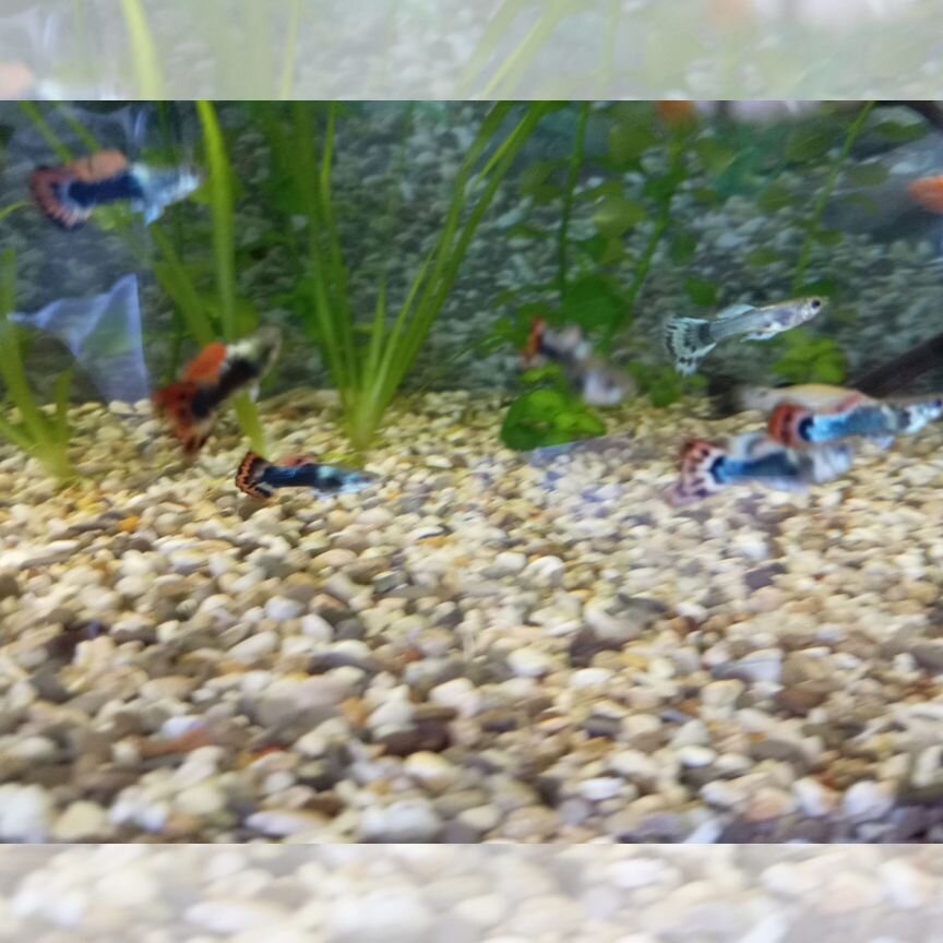 Меченосцы и гуппи аквариумные рыбки
