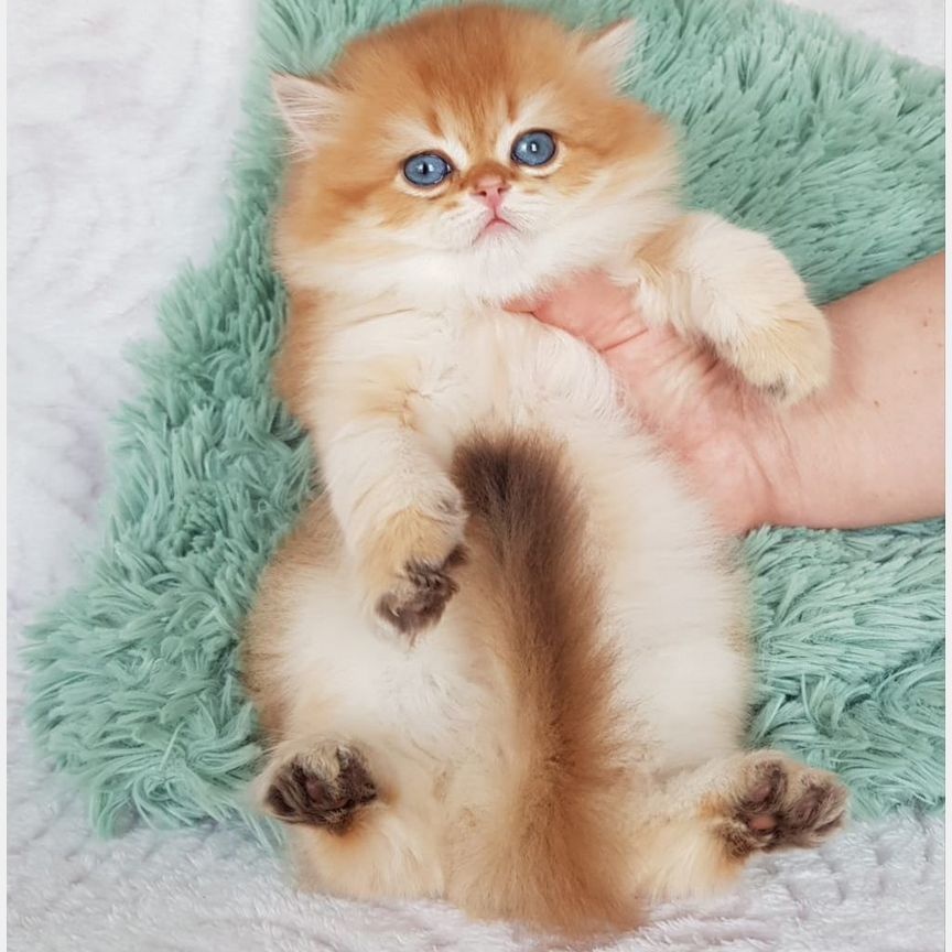 Золотая шиншилла
