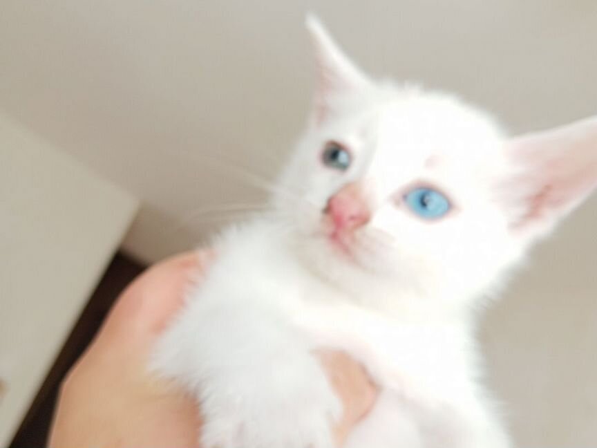 Котята в добрые руки бесплатно