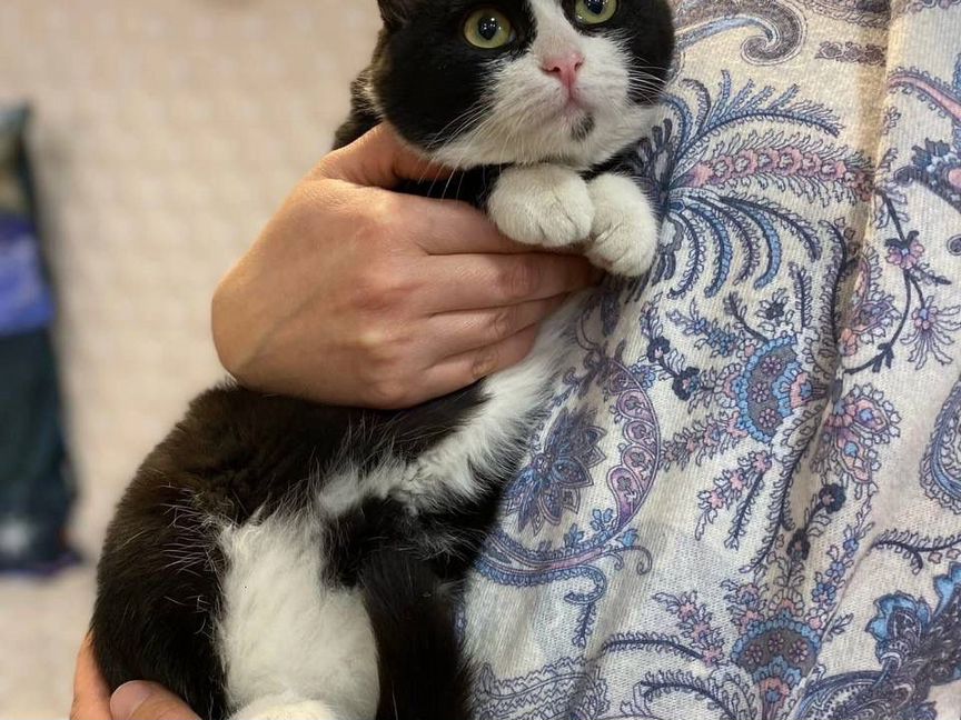 Котенок девочка бесплатно