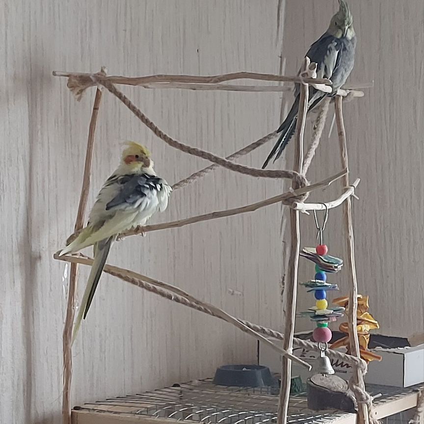 Корелла пара