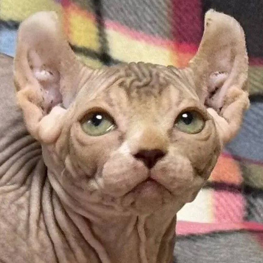 Канадский сфинкс котёнок