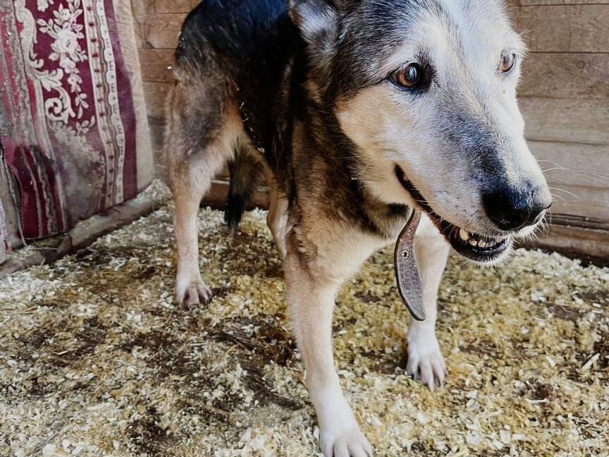 Старушка Лиза