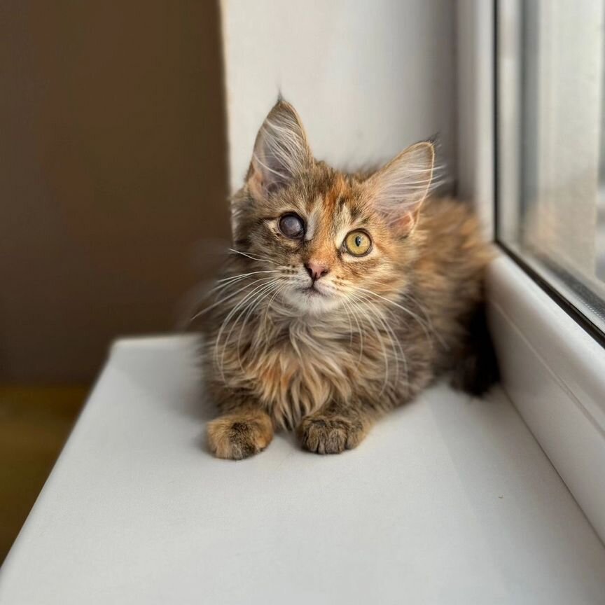 Кошечка в добрые руки