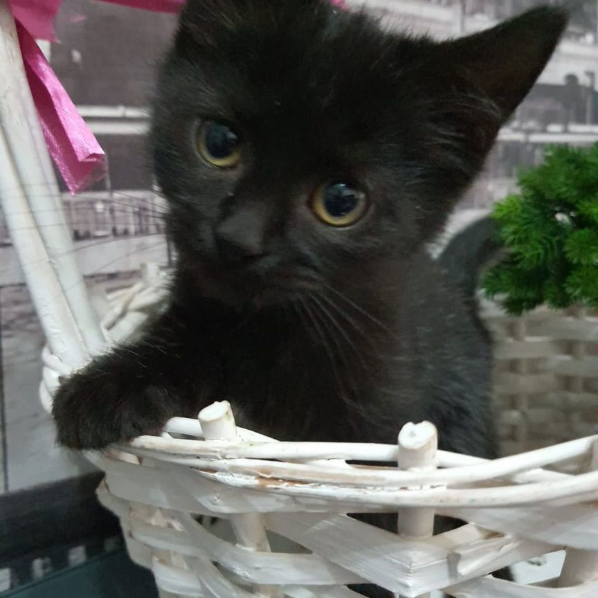 Крошка в добрые ручки