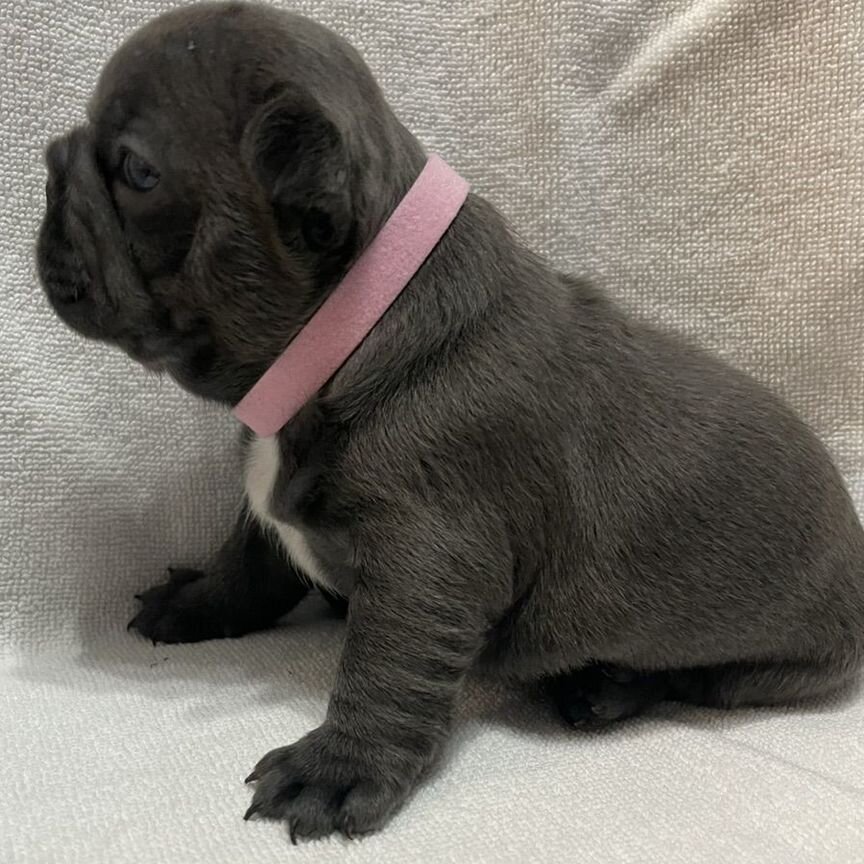 Французский бульдог, щенок