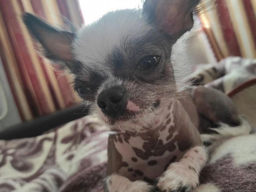 Китайская хохлатая мини