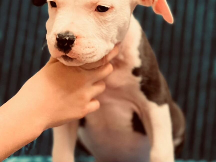 Стаффордширский терьер