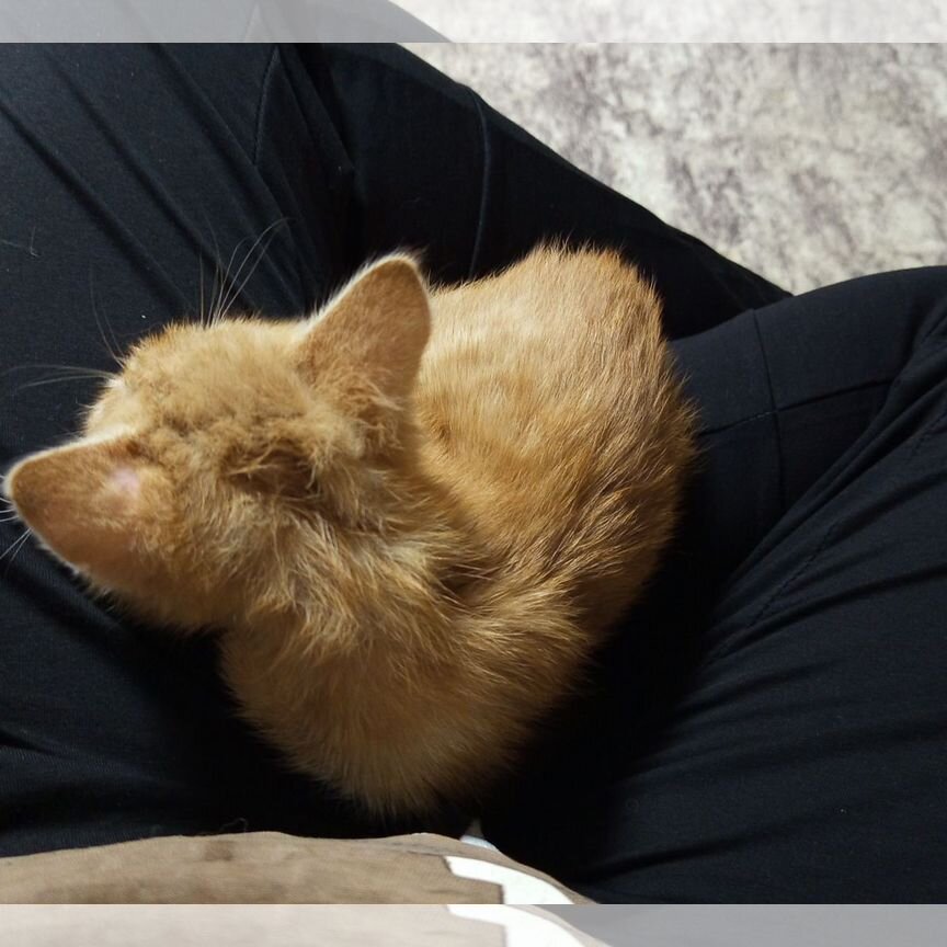 Котёнок в добрые руки