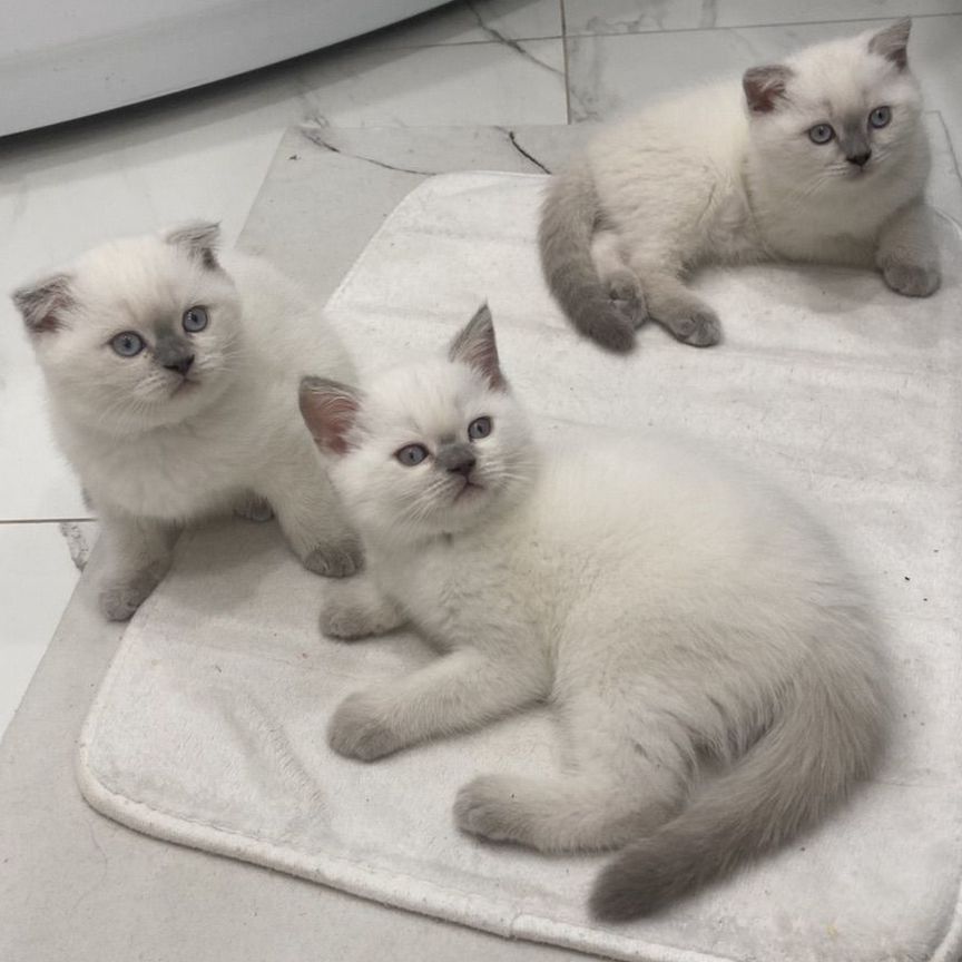 Котята шотландской породы