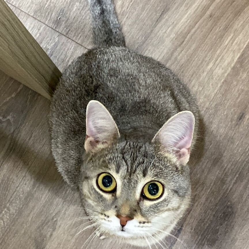 Очаровательная кошка в добрые руки