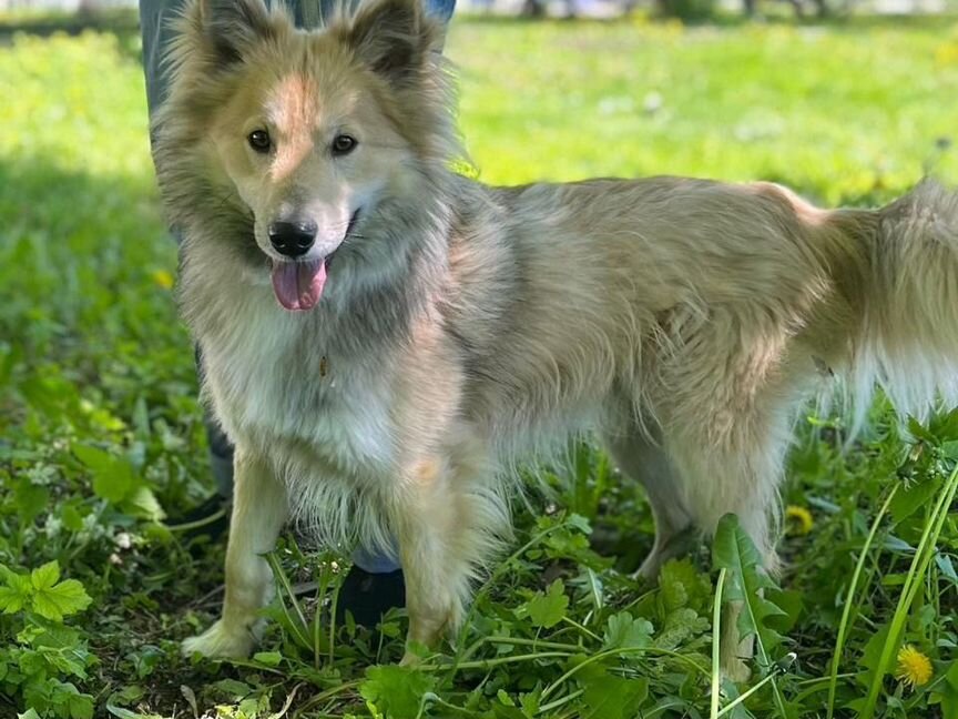 Собака из приюта