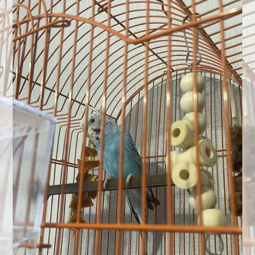 Волнистый попугай