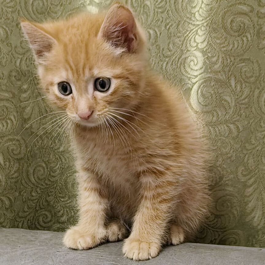 Котик 2,5 месяца