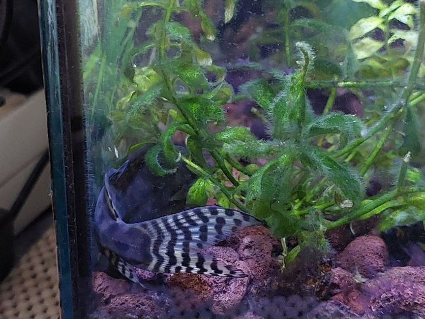 Сомик синодонтис