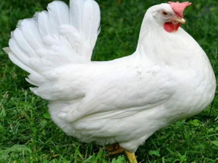 Цыплята несушки легорн