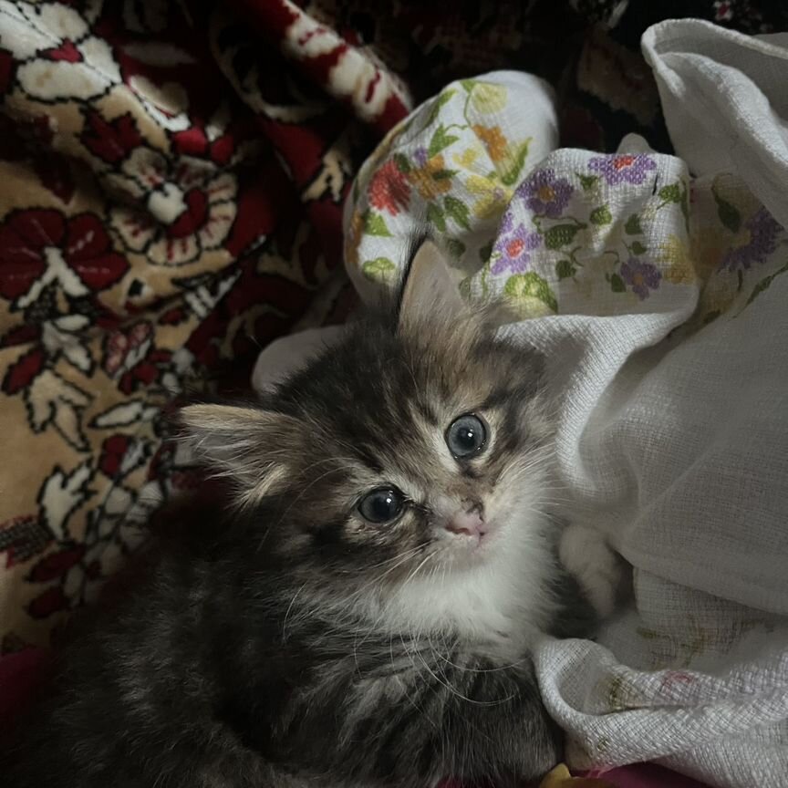 Котёнок в добрые руки