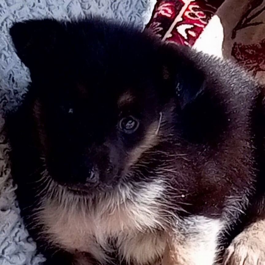 Щенок в добрые руки
