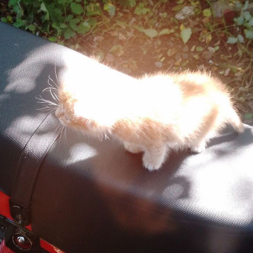 Котëнок рыжий в добрые руки