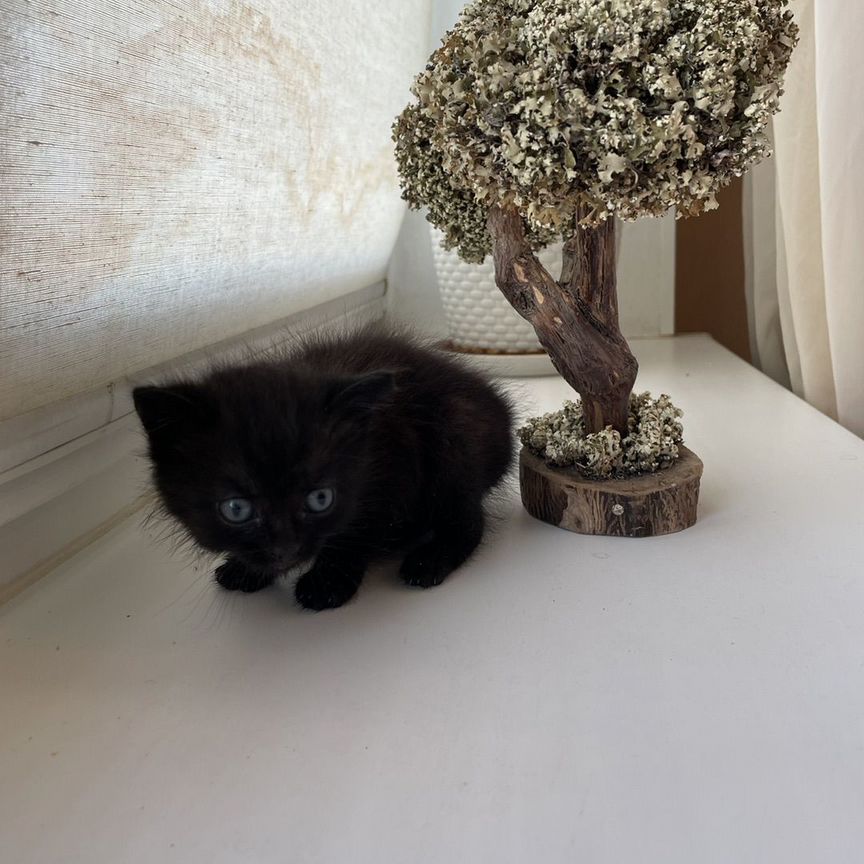Котенок