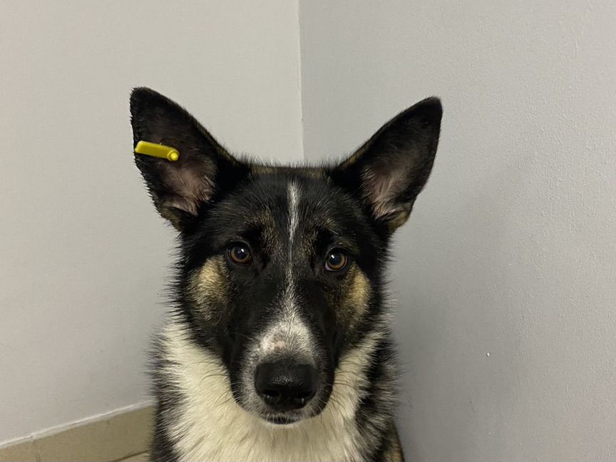 Собака ищет дом и своего хозяина