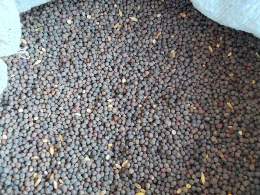 Вика озимая