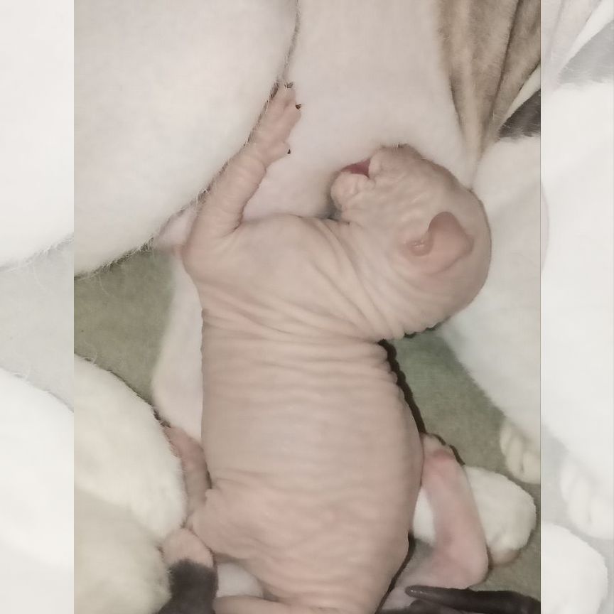 Канадский сфинкс котёнок