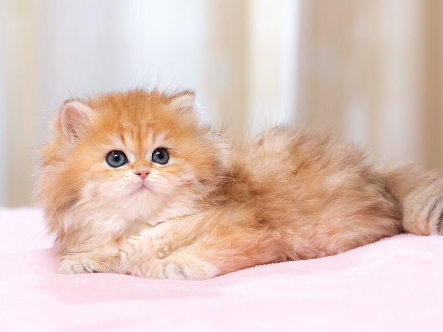 Золотые британские шиншиллы