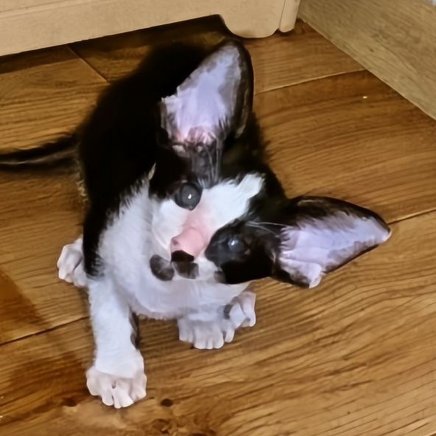 Ориентальный котёнок