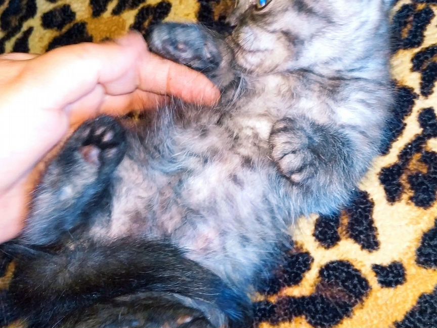 Британские и шотландские котята Привит. Документы