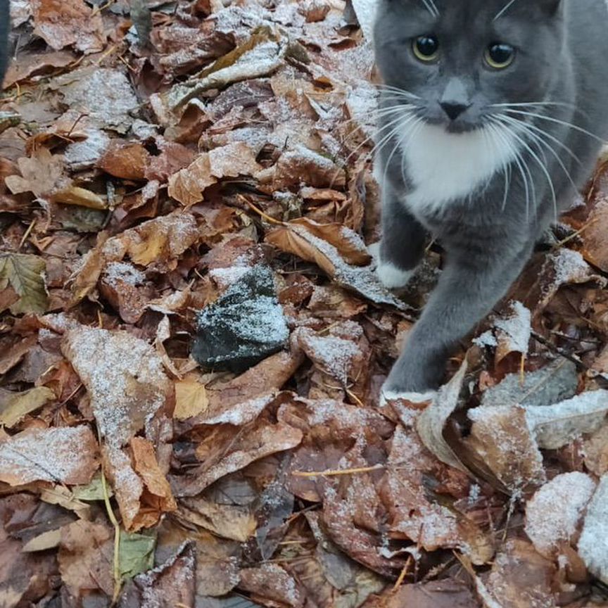 Кошки в добрые руки бесплатно