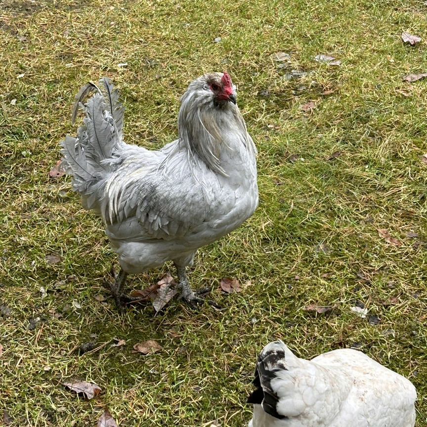 Петух амераукан лаванда