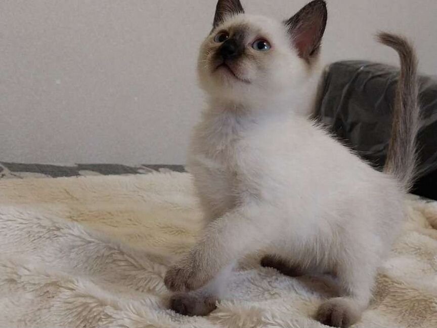 Тайский котенок