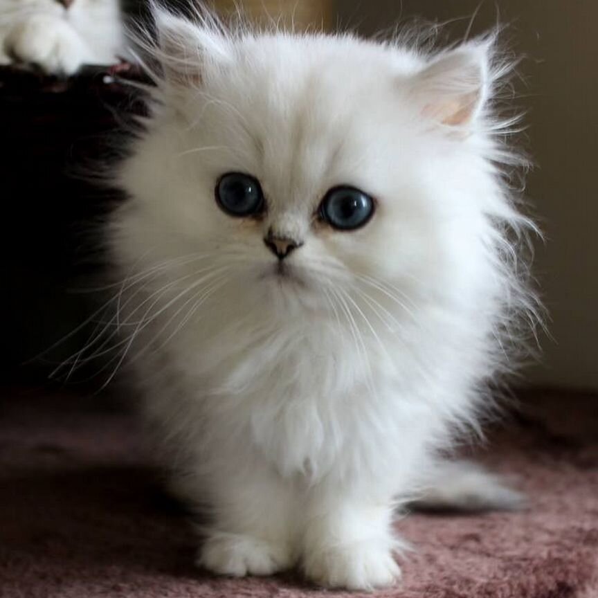Британские котята пушистые
