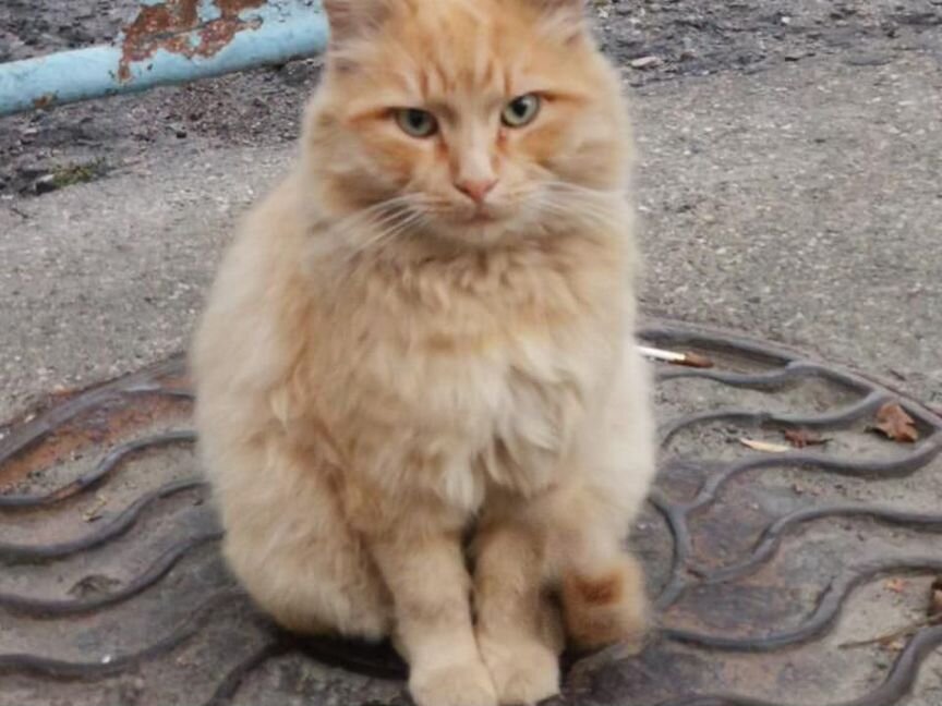 Рыжего котейку - в добрые руки