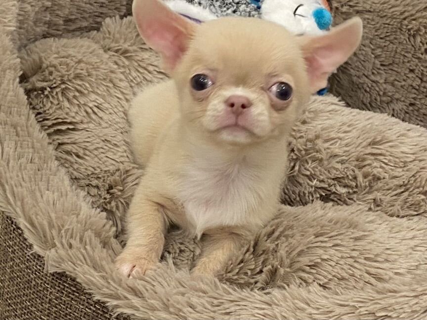 Щенок чихуахуа мини