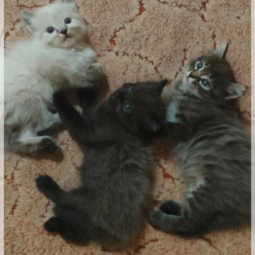 Котята
